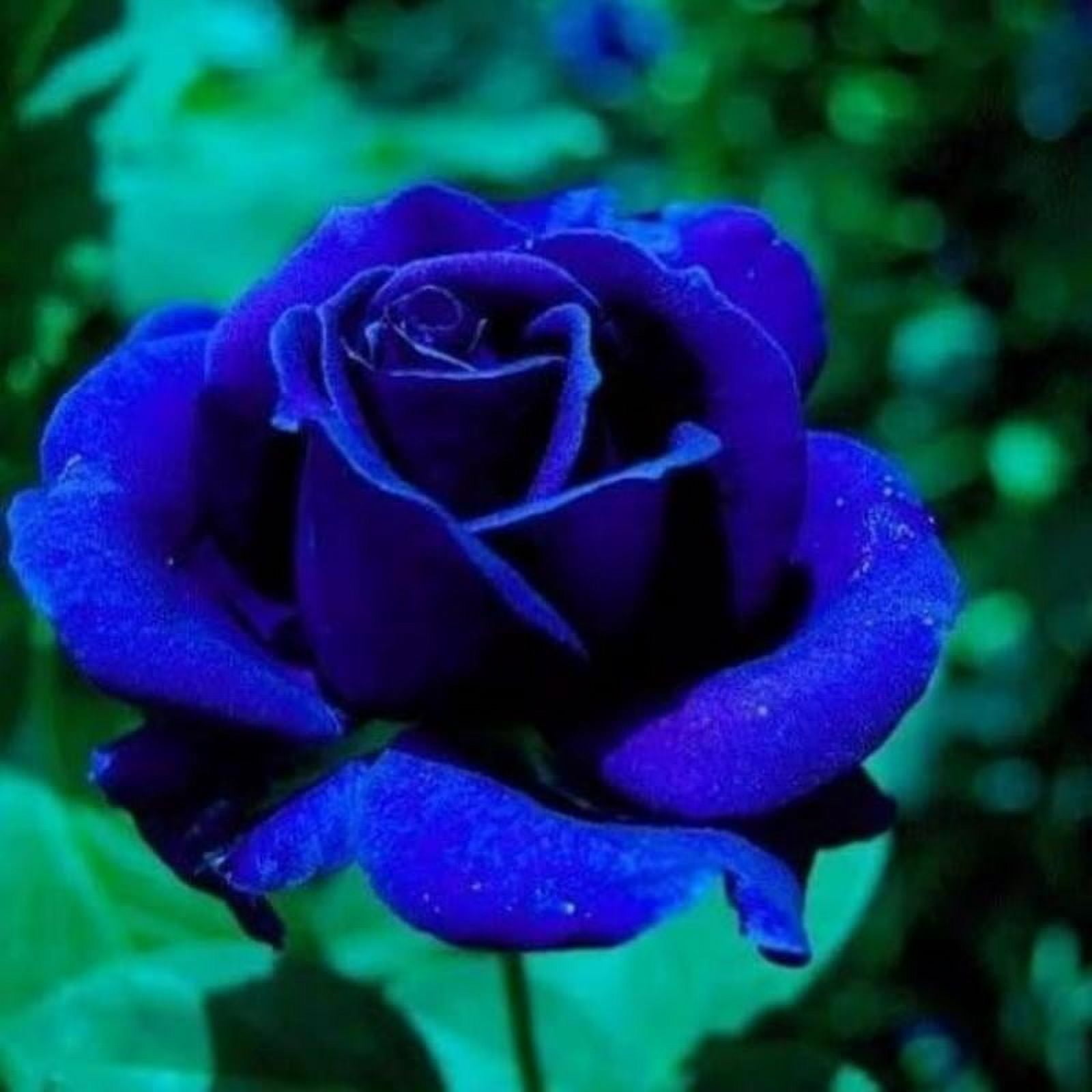 300Pcs Blue Rose Flower Seeds Rare Exotic Color Non-GMO Hybrid ...