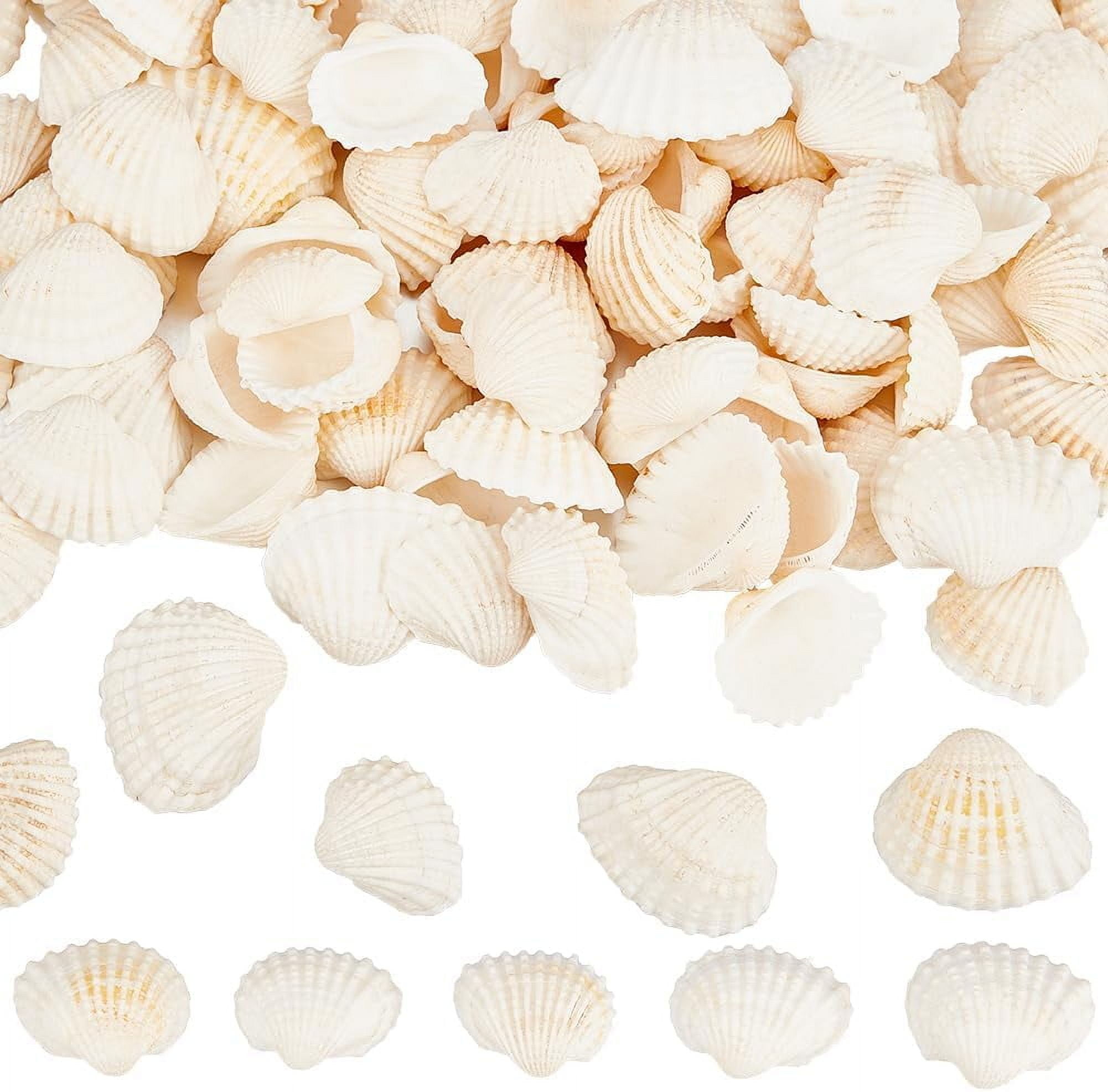 300Pcs Small Clam Shells Seashell Decorations Natural Summer Beach Sea ...