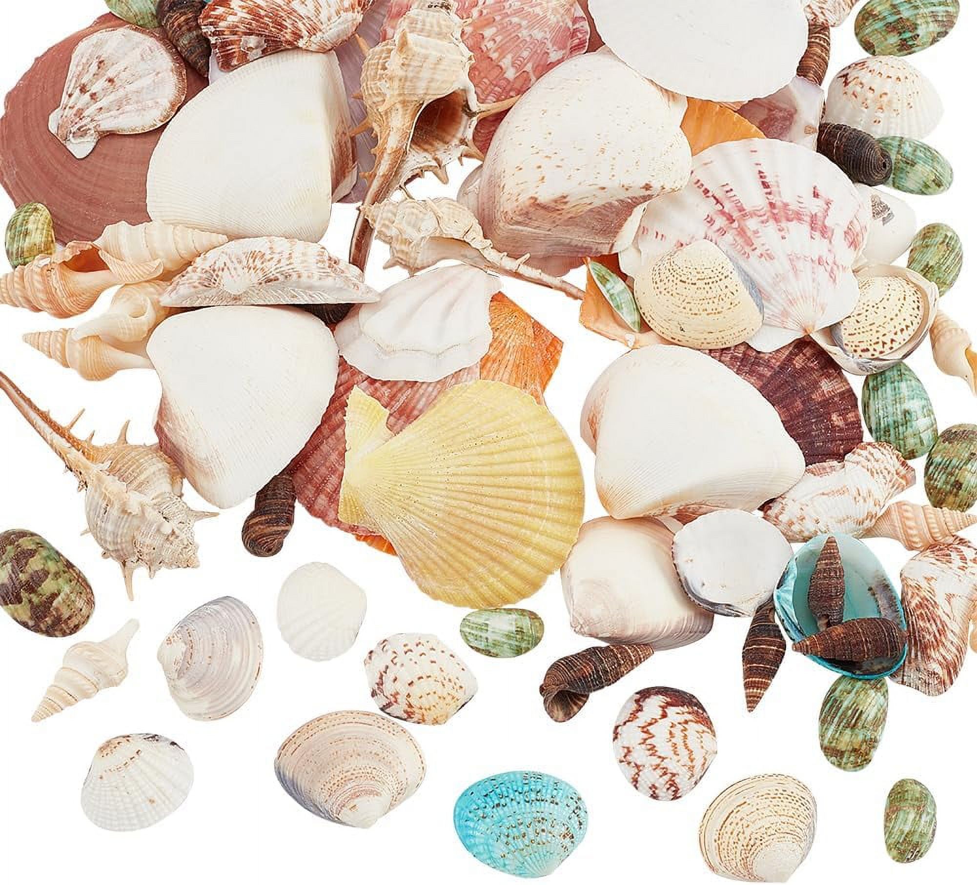 300g Assorted Ocean Beach Seashells 15 Styles Natural Sea Shells ...