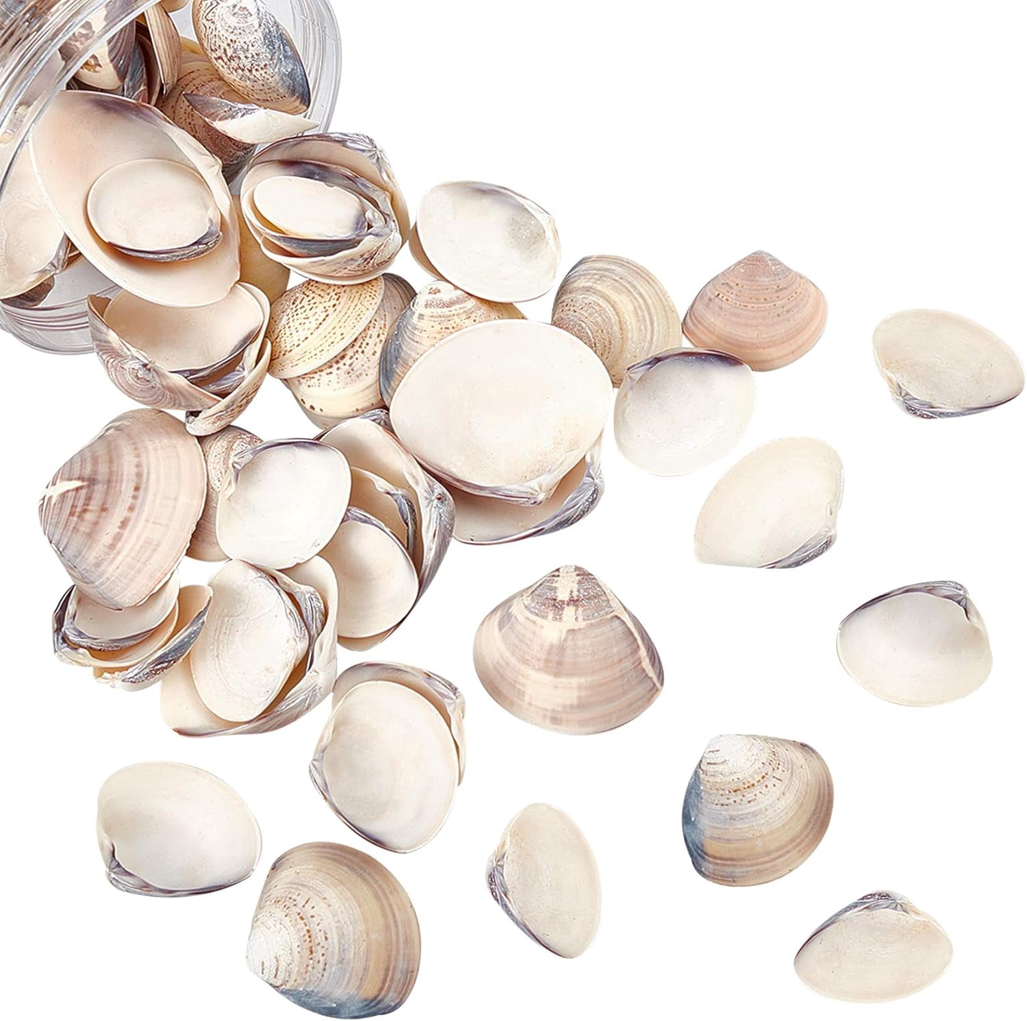 About 300g Natural Clam Shell Beads Undrilled Seashell Beads Beach ...