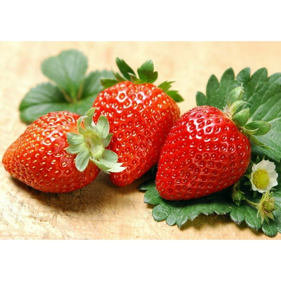 Strawberry Seeds in Seed Gardening - Walmart.com