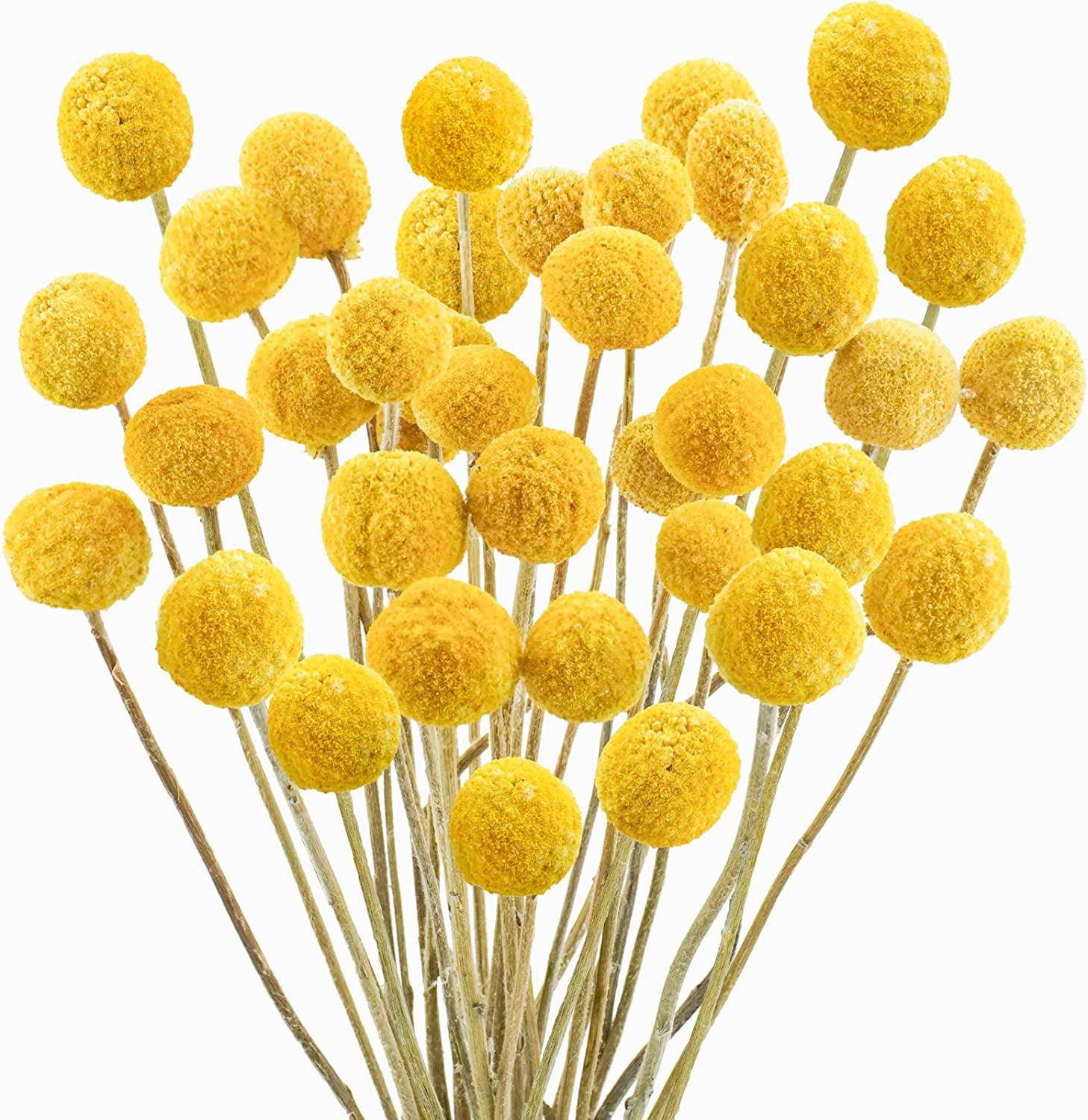 30Pcs Natural Dried Flowers Craspedia Billy Balls Flowers Billy Buttons ...