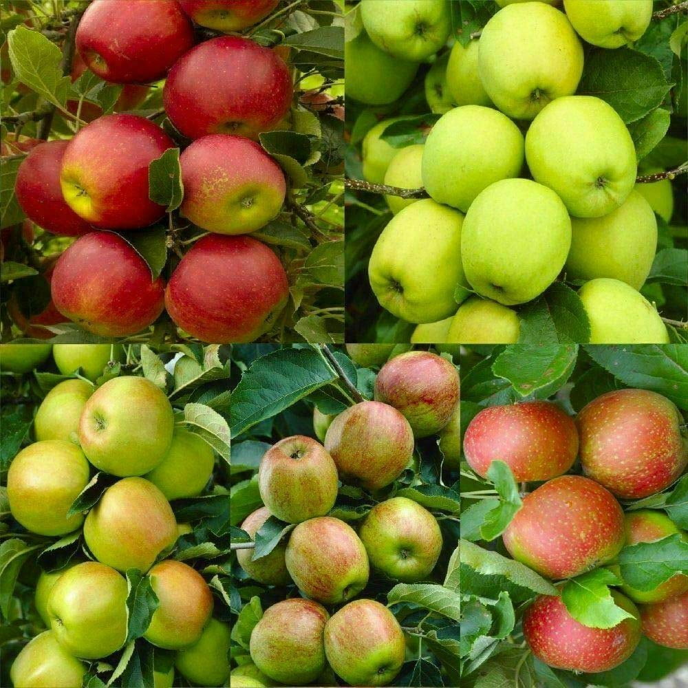 30Pcs Pink Lady Fuji Gala Honey Crisp Golden Delicious Native Fruit ...