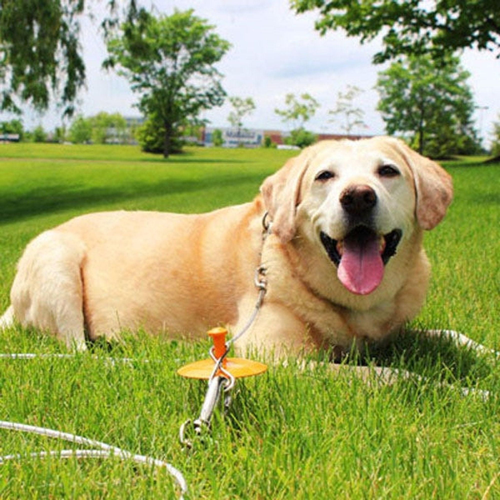 30ft XL Tie-Out and Dome Stake Set by BP 1 - Walmart.com