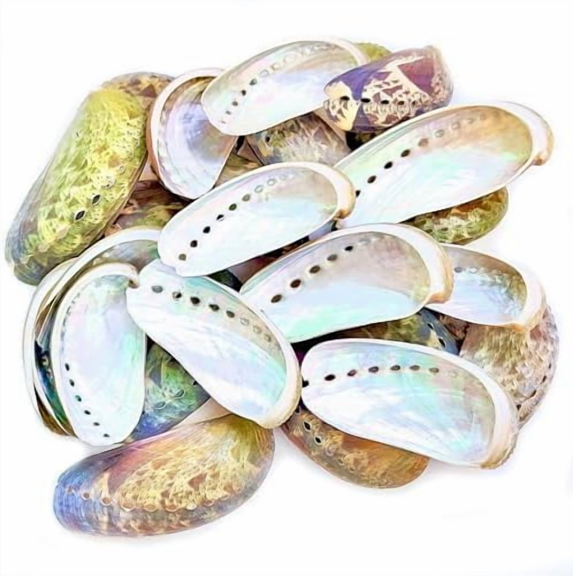 30pcs Green Donkey Ear Abalone Shells, Natural Oyster Shells, Curved ...