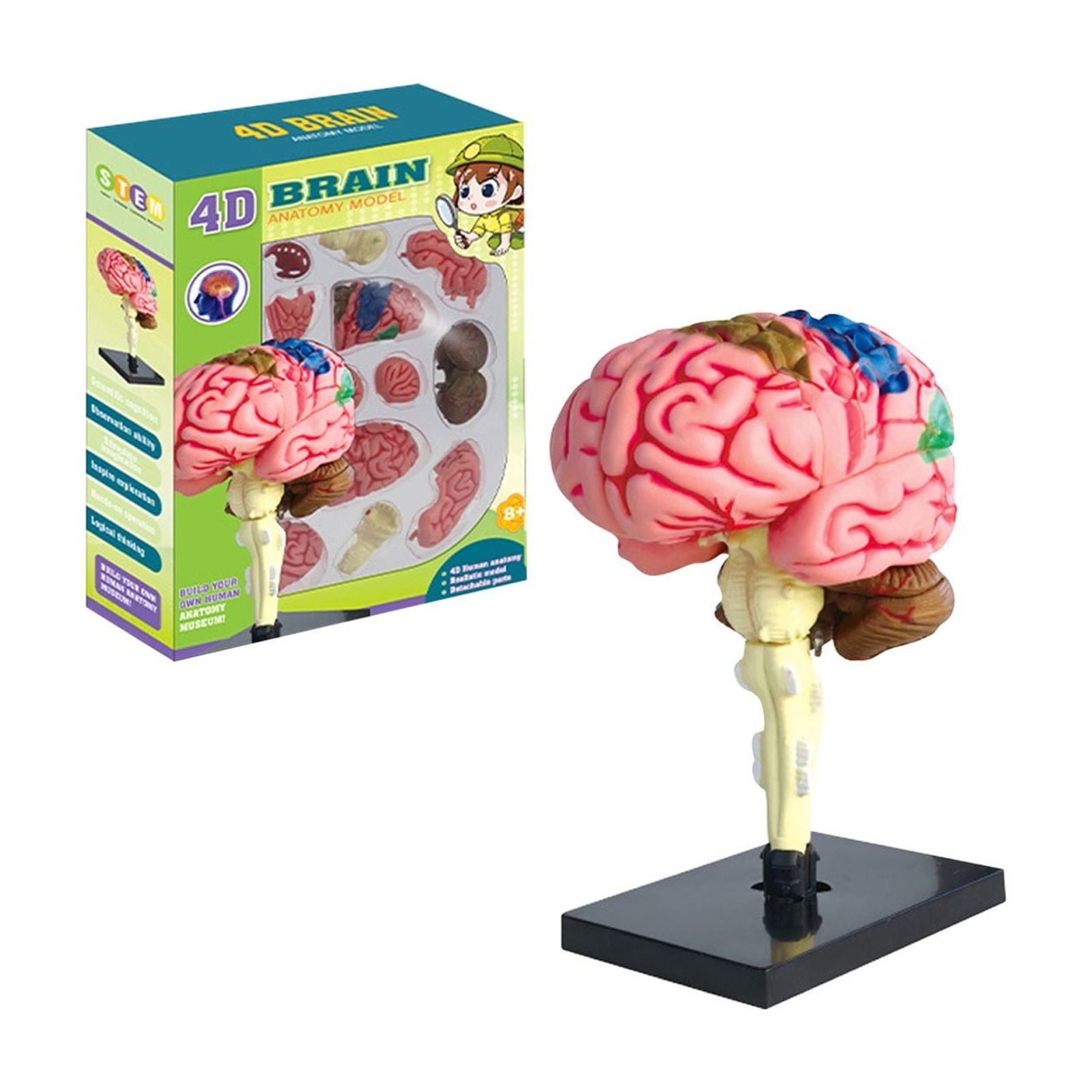32-Piece Dissectible Brain Model – Detailed Human Brain Anatomy Model ...