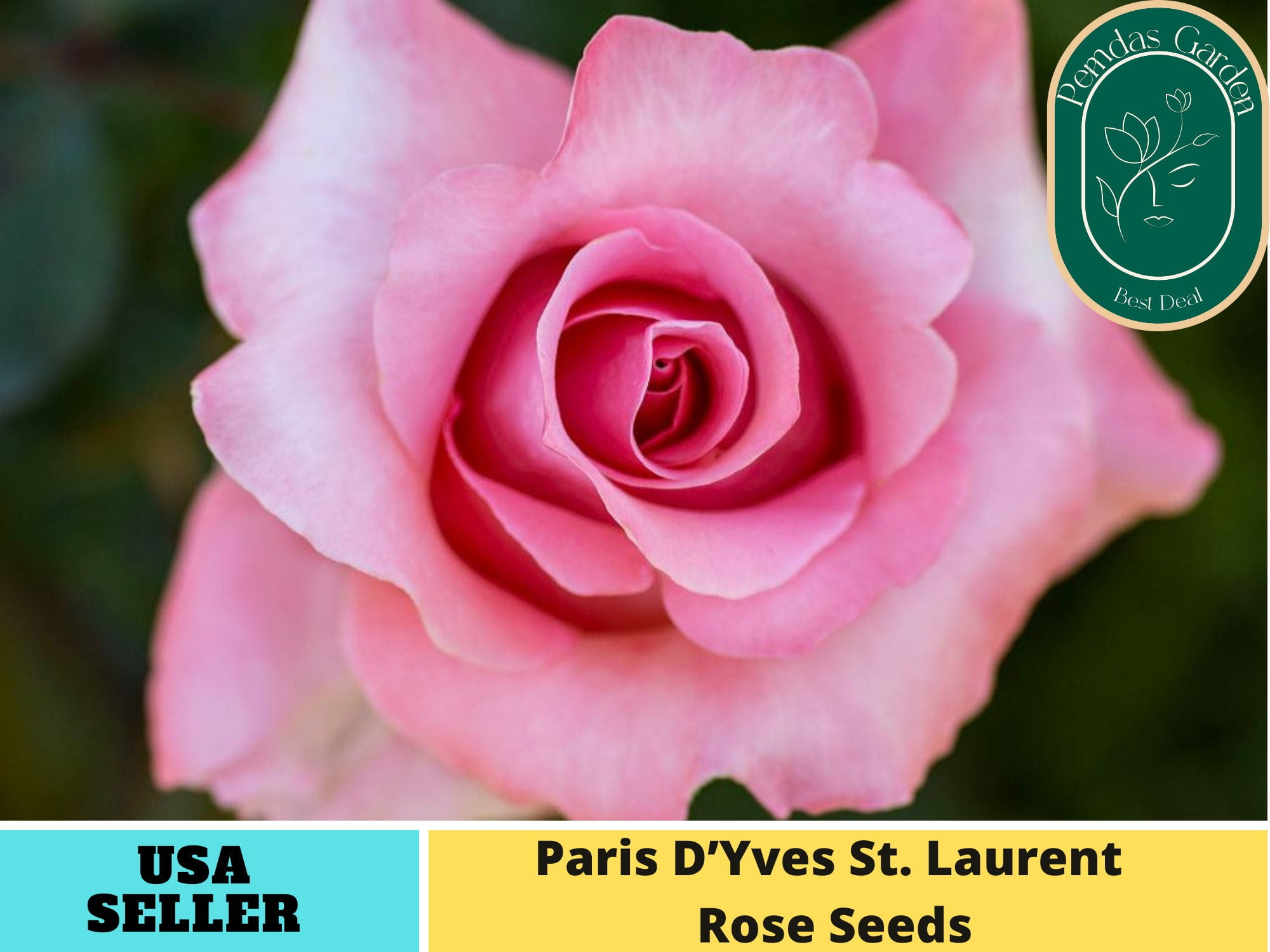 32+ Rare Seeds| Paris de Yves St. Laurent Rose Seeds - Authentic Seeds - Perennial~ GMO Free ...