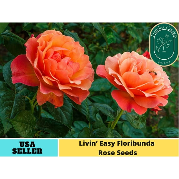 32+ Seeds| Orange Floribunda Rose Seeds - Authentic Seeds - Perennial ...