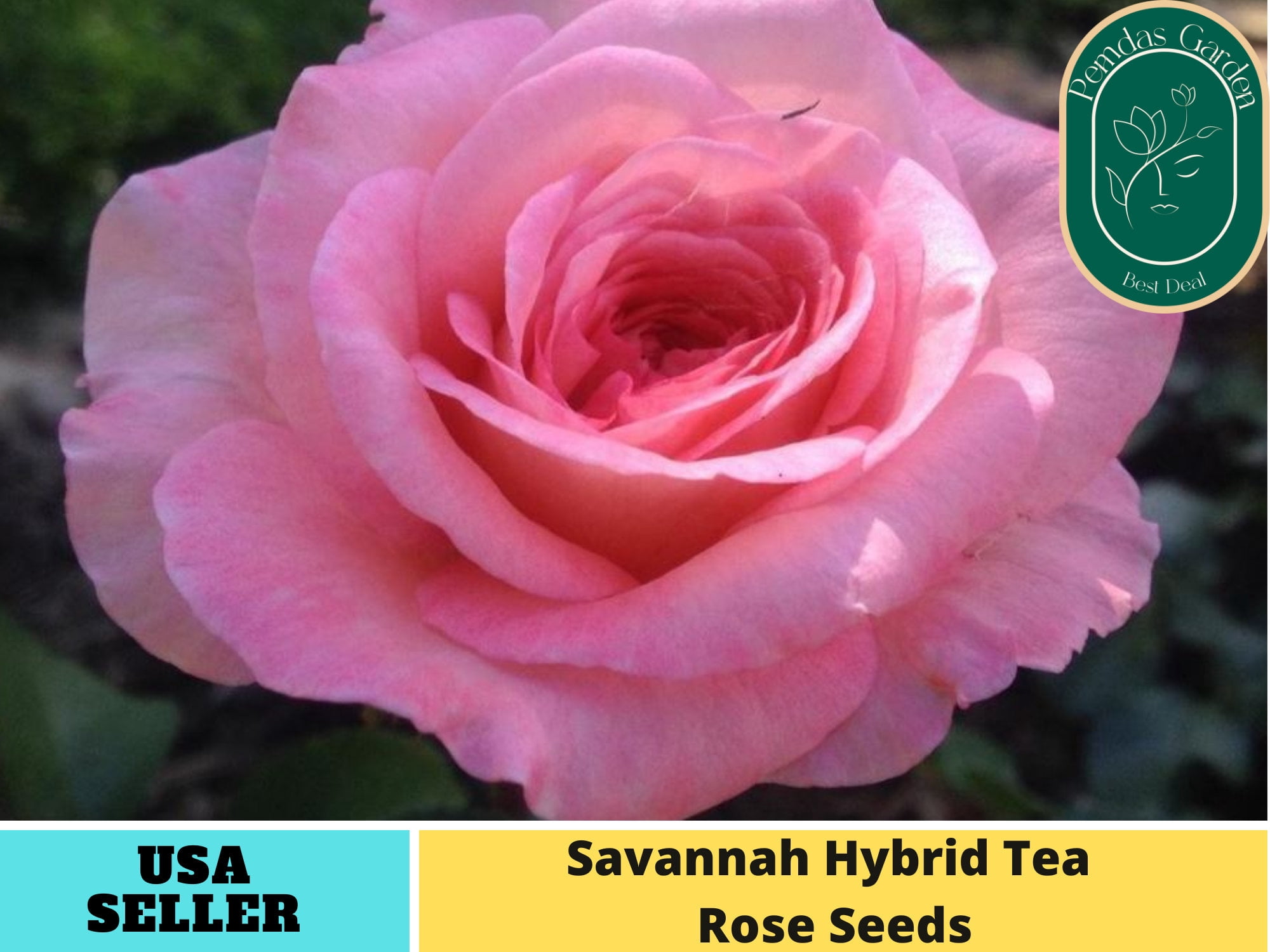 32+ Seeds| Pink Savannah Hybrid Tea Rose Seeds - Authentic Seeds ...