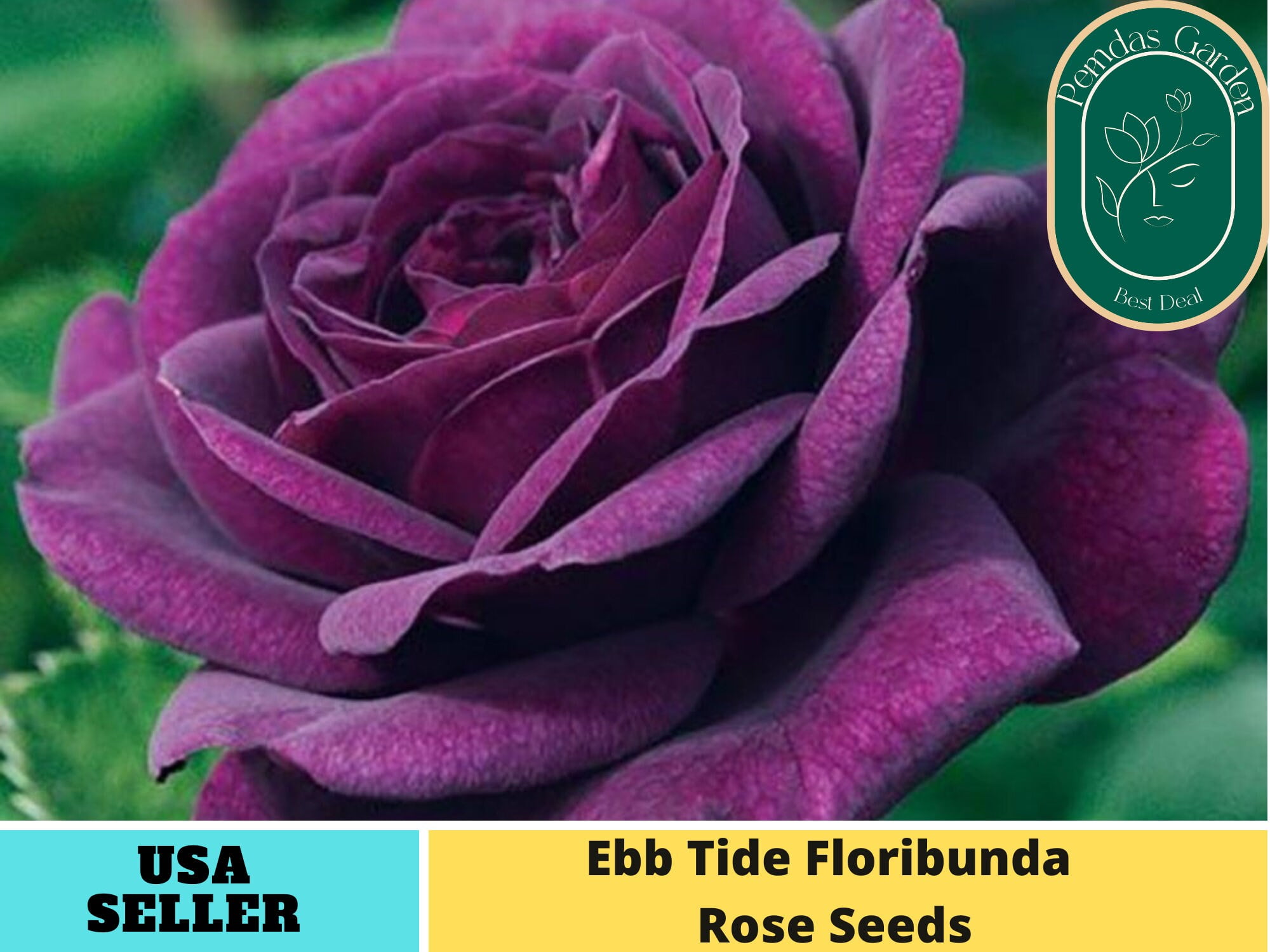 32+ Seeds| Purple Ebb Tide Floribunda Rose Seeds - Authentic Seeds ...