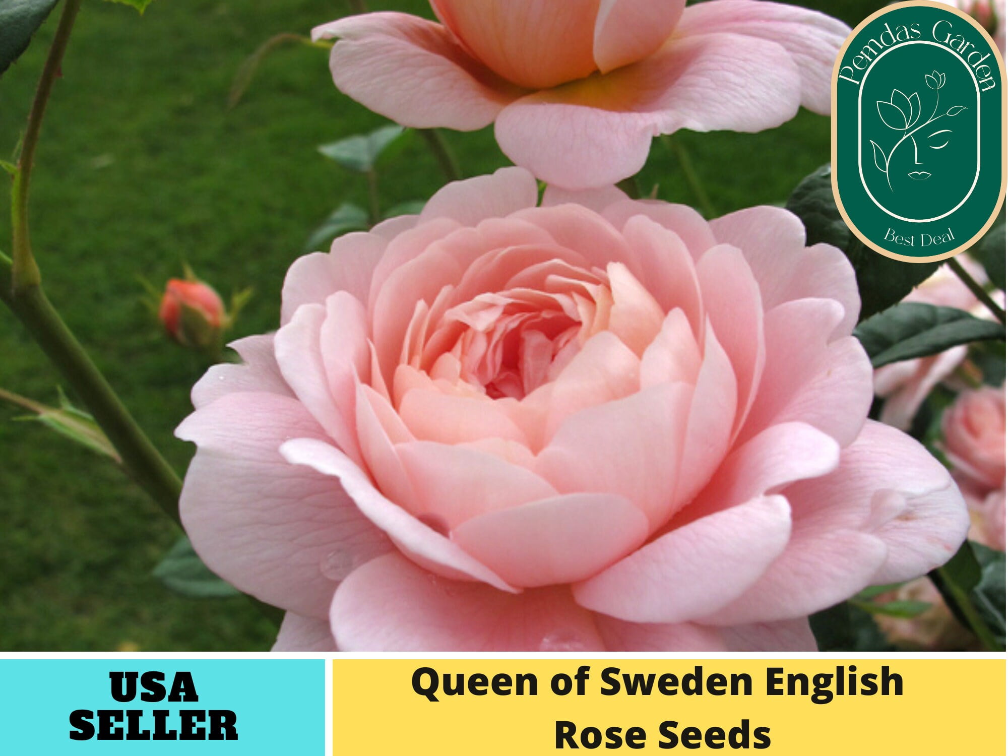 Walmart's Authentic Queen of Sweden English Rose Seeds - 32+ Seeds, GMO ...