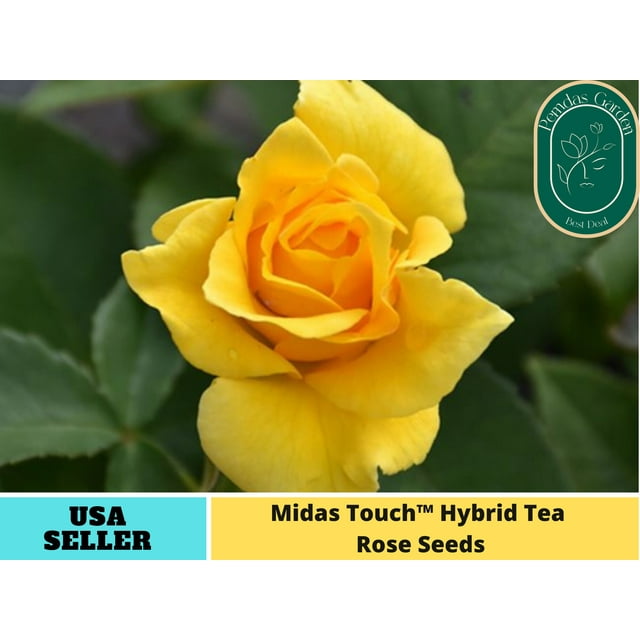 32+ Seeds| Yellow Midas Touch Hybrid Rose Seeds - Authentic Seeds ...