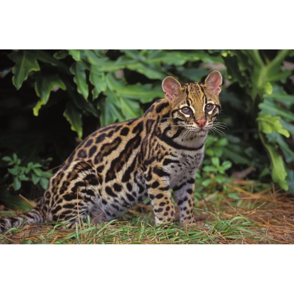 32603D Ocelot Southwestern Usa South America Poster Print - Walmart.com