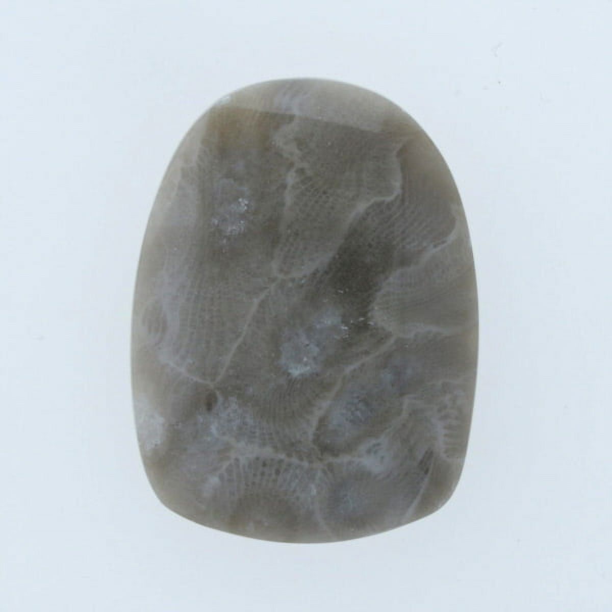 32x24mm Petoskey Stone Fossil - Walmart.com