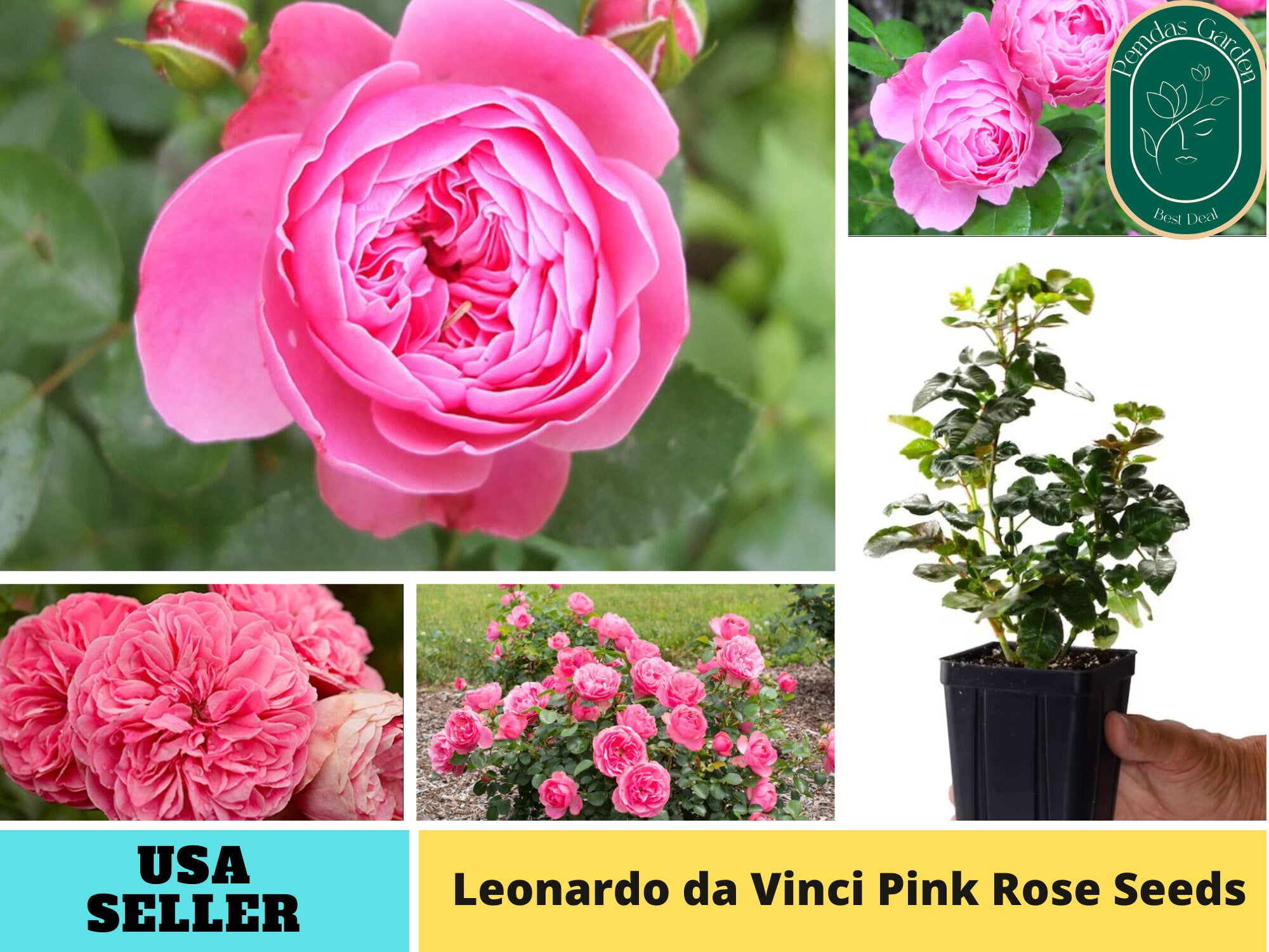 33+ Seeds|Leonardo da Vinci Pink Rose Seeds - Authentic Seeds ...
