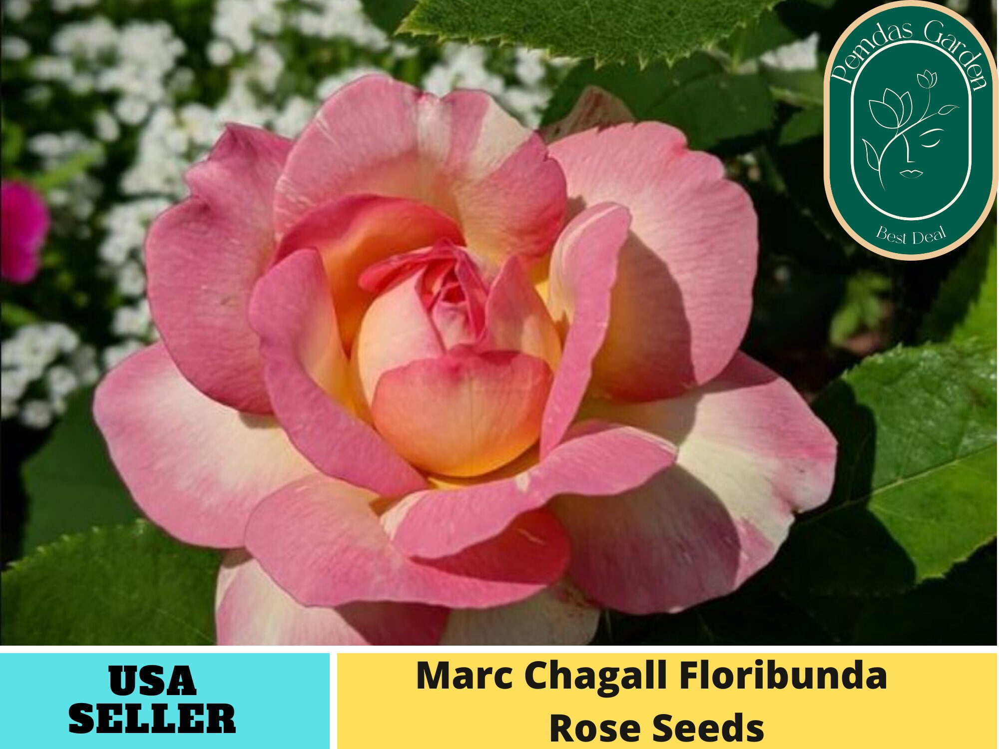 33+ Seeds|Marc Chagall Floribunda Rose Seeds - Authentic Seeds - Perennial~ GMO Free ~Flower ...