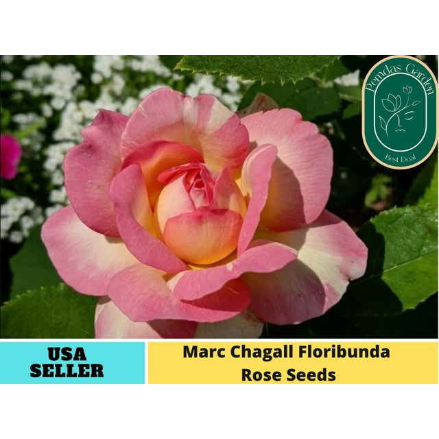 33+ Seeds|Marc Chagall Floribunda Rose Seeds - Authentic Seeds ...