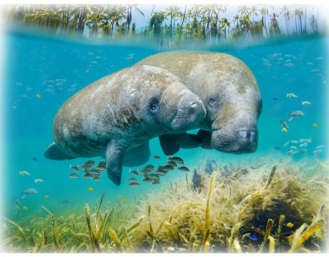 33" X 44" Panel Manatees Aquatic Animals Ocean Nautical Call of the ...