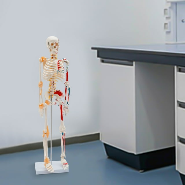 34 Inch Human Skeleton Model Half Life Size Freestanding Human Skeleton ...