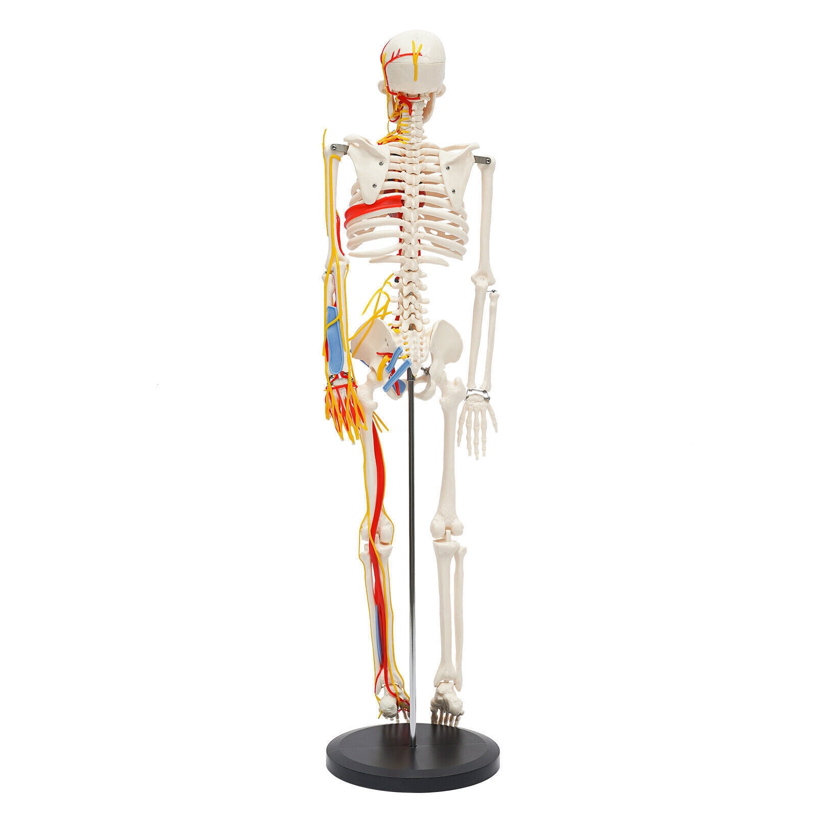 34 inch Human Skeleton Model Model Skeleton Anatomical Human Anatomy ...