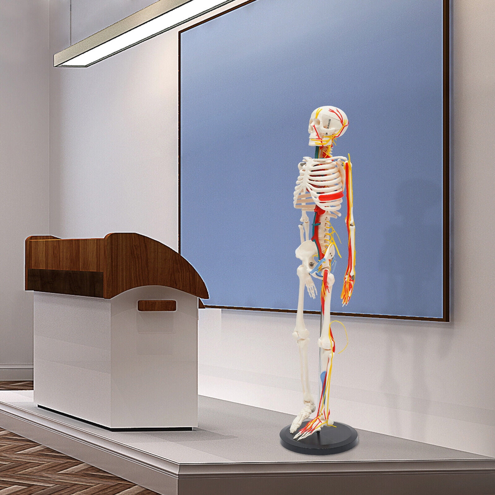 34 inch Medical Skeleton Model Half Life Size with Neurological Blood ...