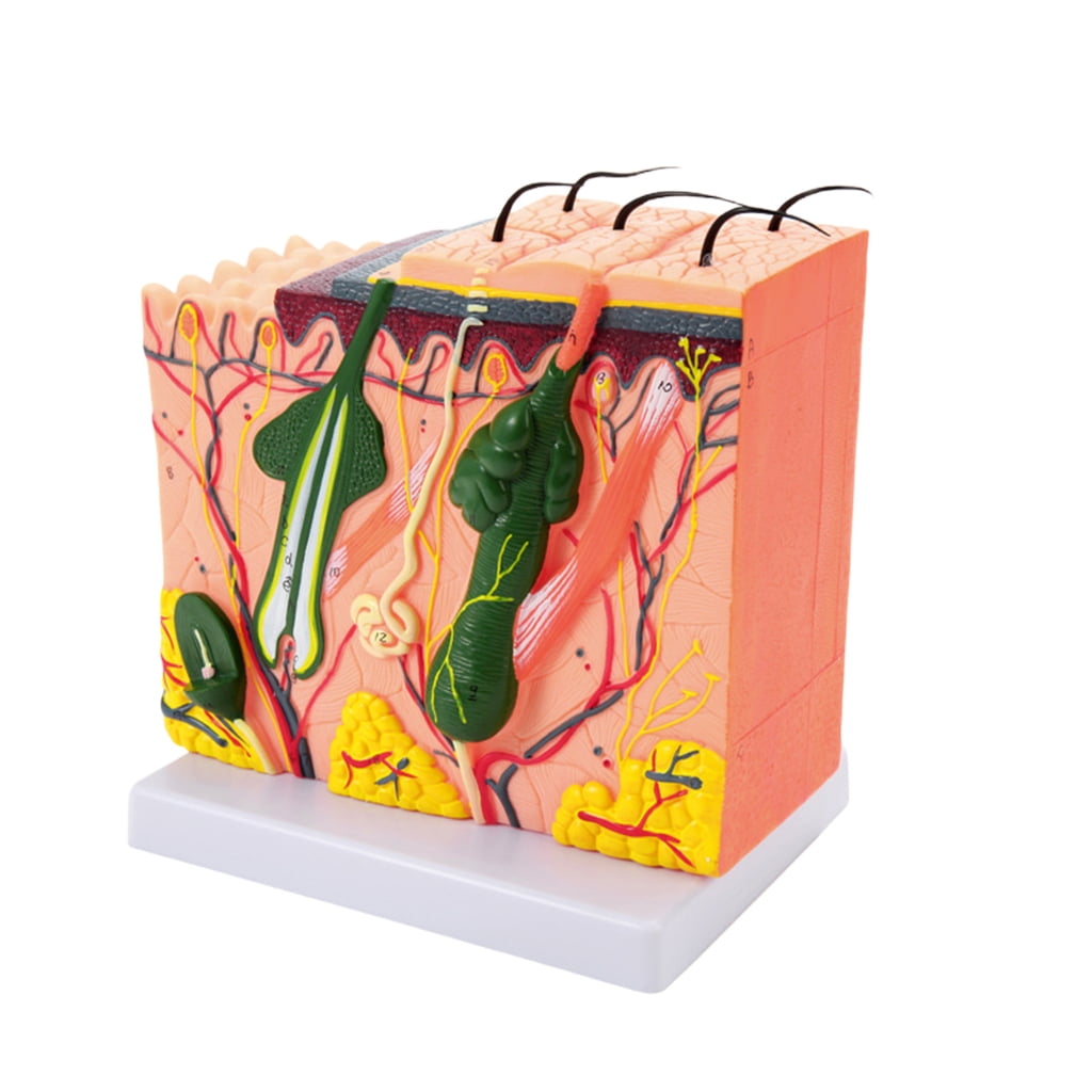 35/50/70/85X Enlarged Anatomical Skin Model Skin Teaching Model Human ...