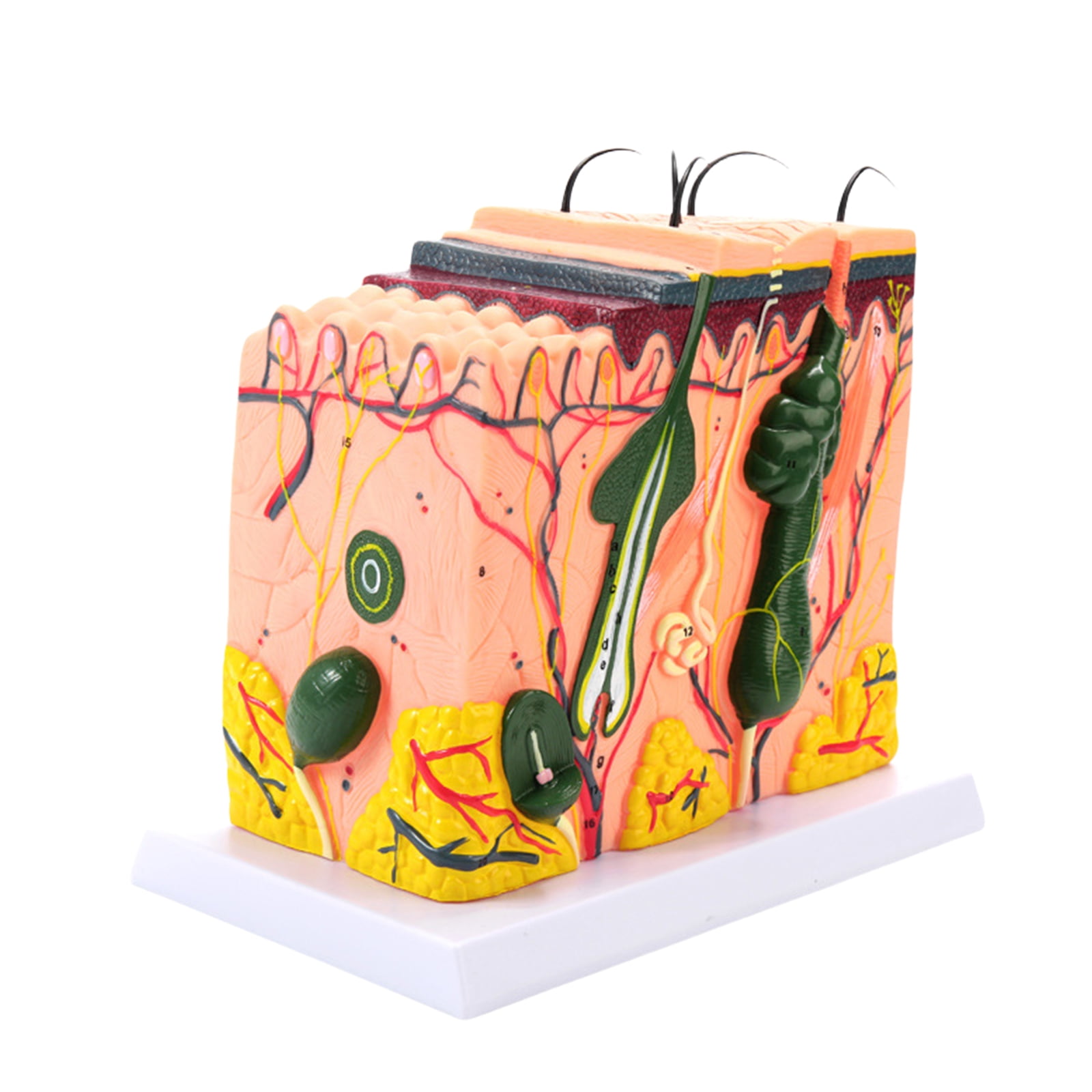 35/50/70/85X Enlarged Skin Model Skin Anatomical Model Teaching Tool ...