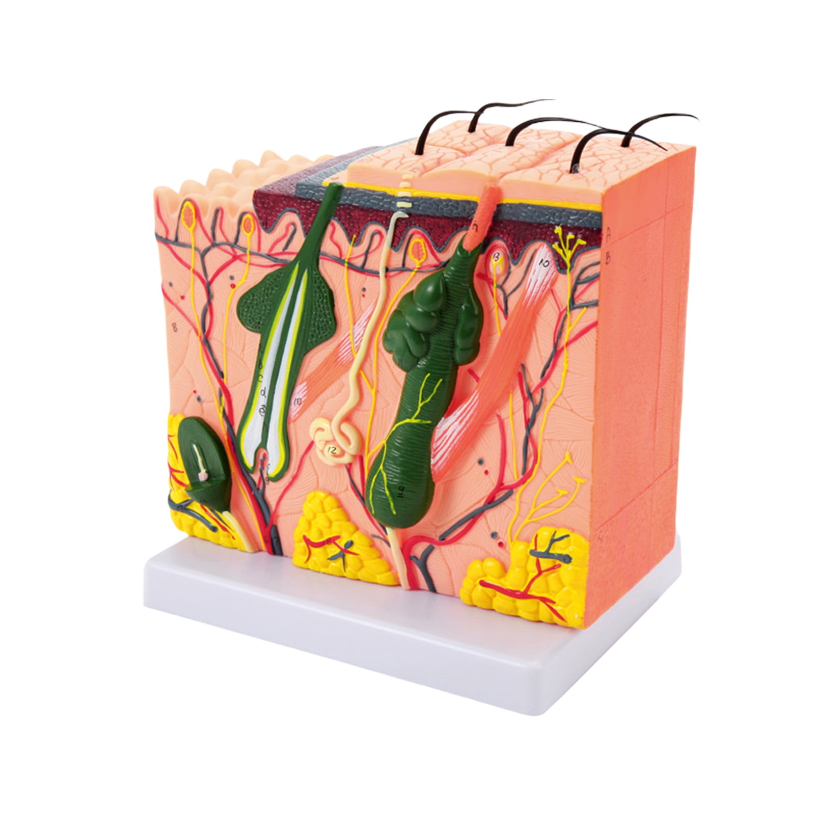 35/50/70/85X Enlarged Skin Model Skin Anatomical Model Teaching Tool ...