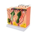 35/50/70/85X Enlarged Skin Model Skin Anatomical Model Teaching Tool ...