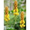 35 CANDLE BUSH Cassia Alata Senna Emperor's Candletree Empress ...