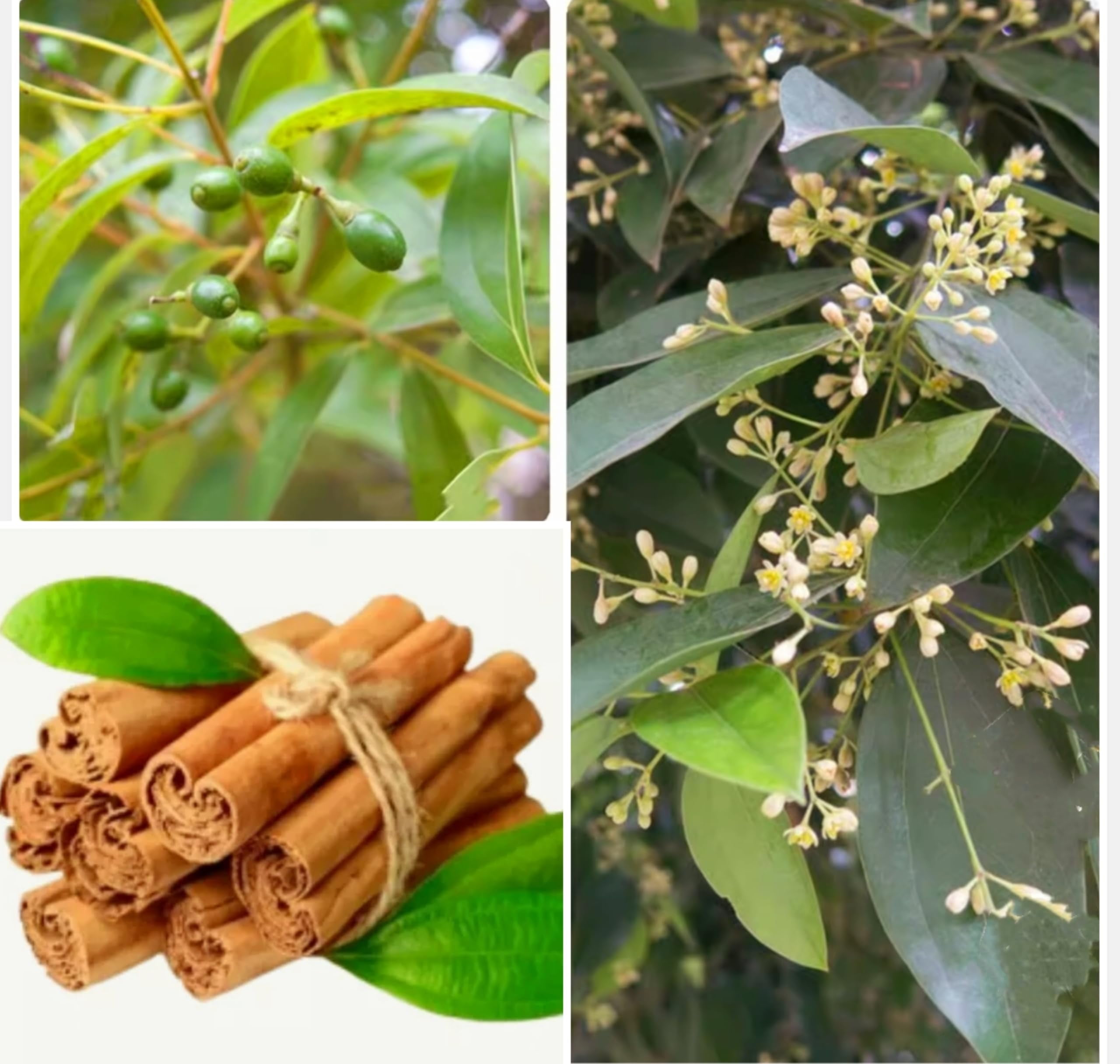 35 Cinnamon Tree TWE5 Seeds Cinnamomum verum Fast Growing True Ceylon ...