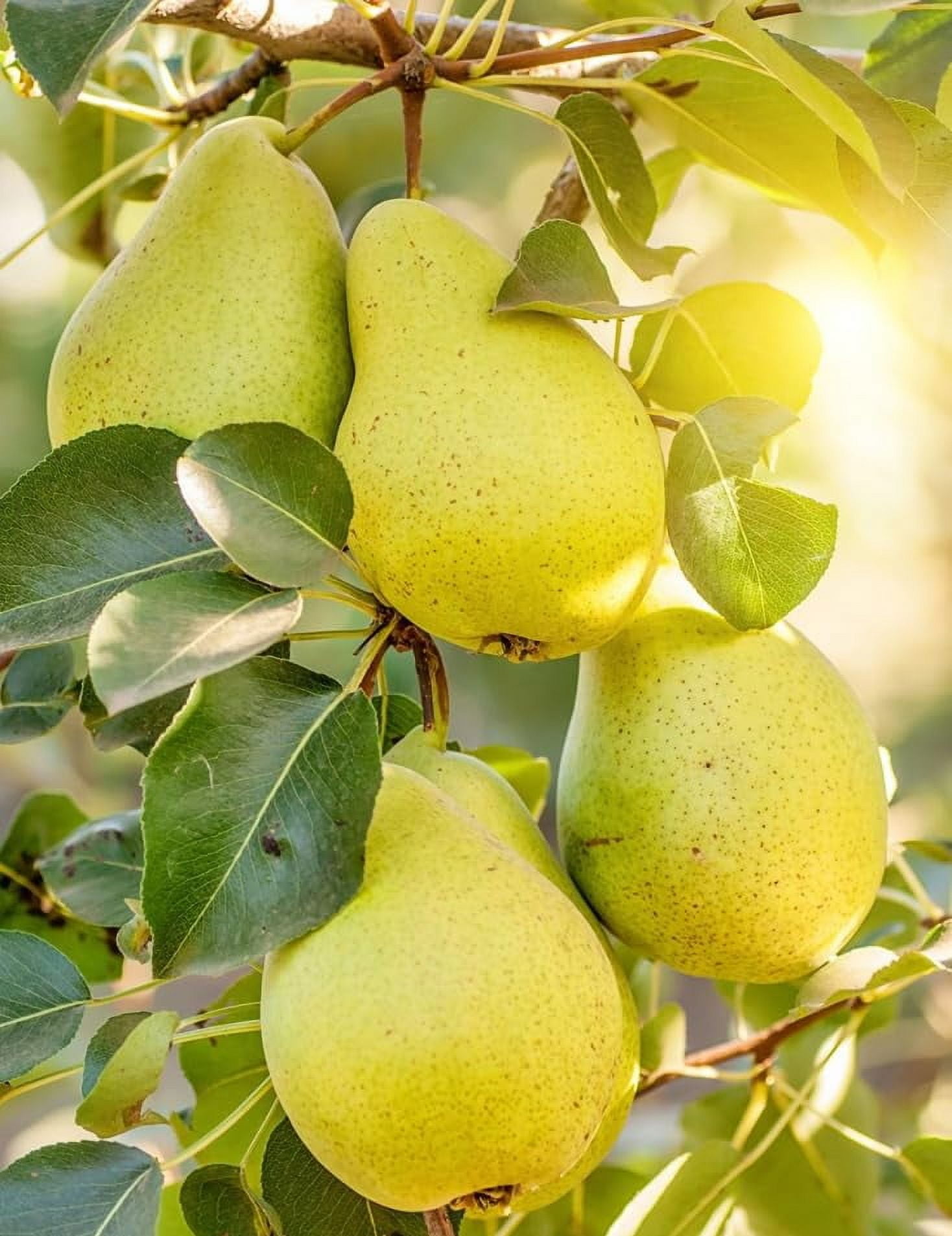 35+Common Pear Tree Fruit Seeds for Planting Outdoor-Non GMO & Heirloom ...