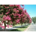 35 Dark PINK CREPE MYRTLE Lagerstroemia Indica Flowering Shrub Bush ...