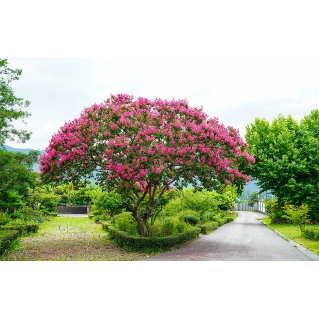 35 Dark PINK CREPE MYRTLE Lagerstroemia Indica Flowering Shrub Bush ...