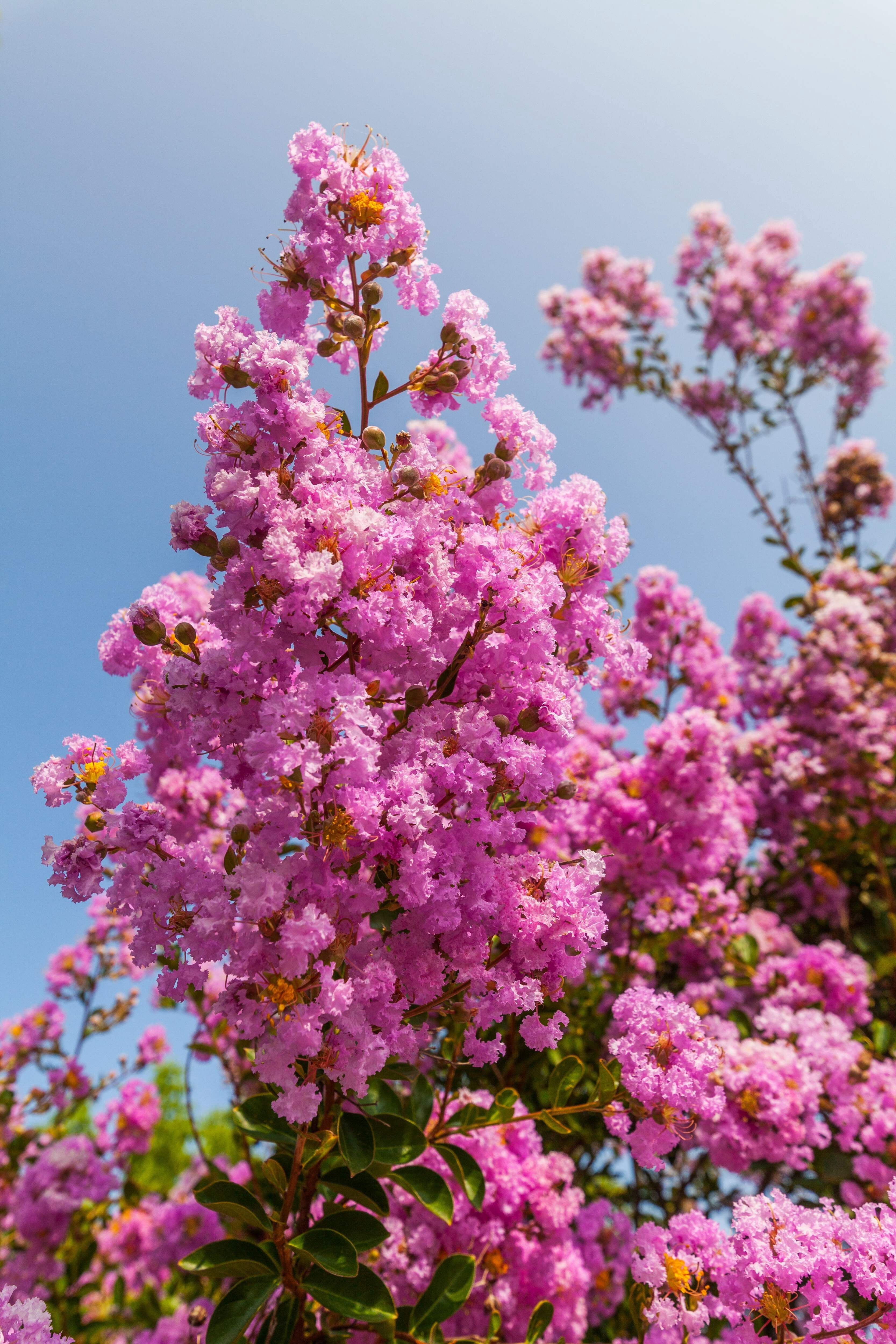 35 Light PINK CREPE MYRTLE Crape Tree Shrub Lagerstroemia Indica Flower ...