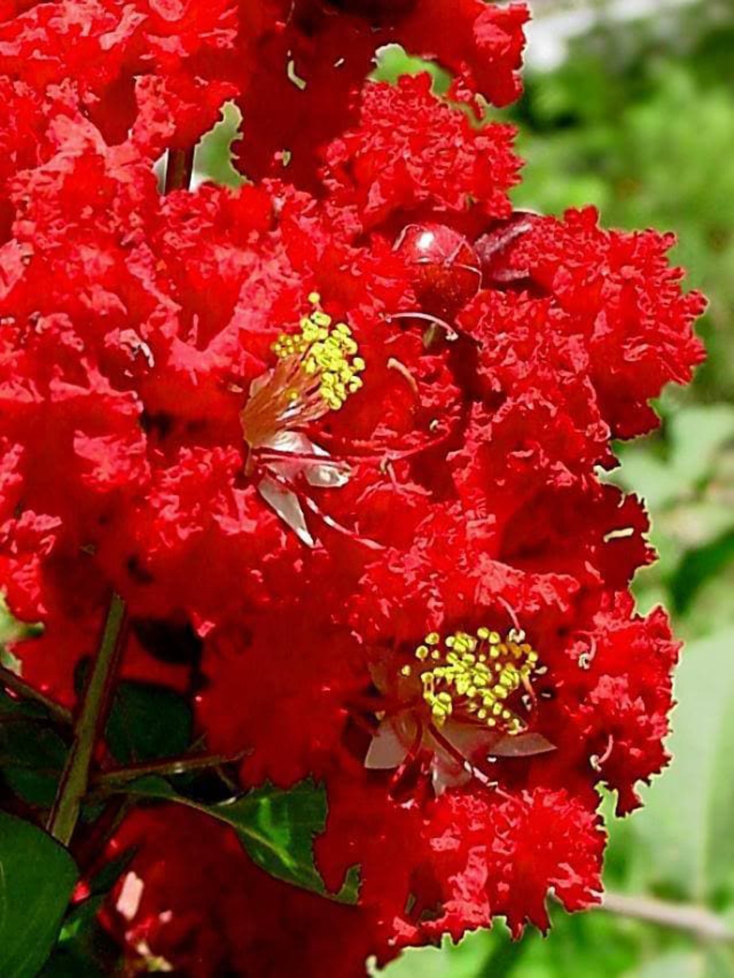 35 RED CREPE MYRTLE Lagerstroemia Indica Flowering Shrub Bush Small ...