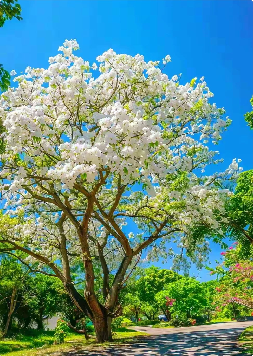 35 Seeds Chinese Fringe Tree Chionanthus retusus Fresh 2024 - Walmart.com 35 Seeds Chinese Fringe Tree Chionanthus retusus Fresh 2024 - Walmart.com