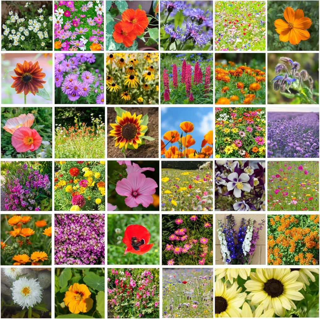 35 Varieties of Flower Seeds for Planting, ~20,000 Seeds - Includes ...