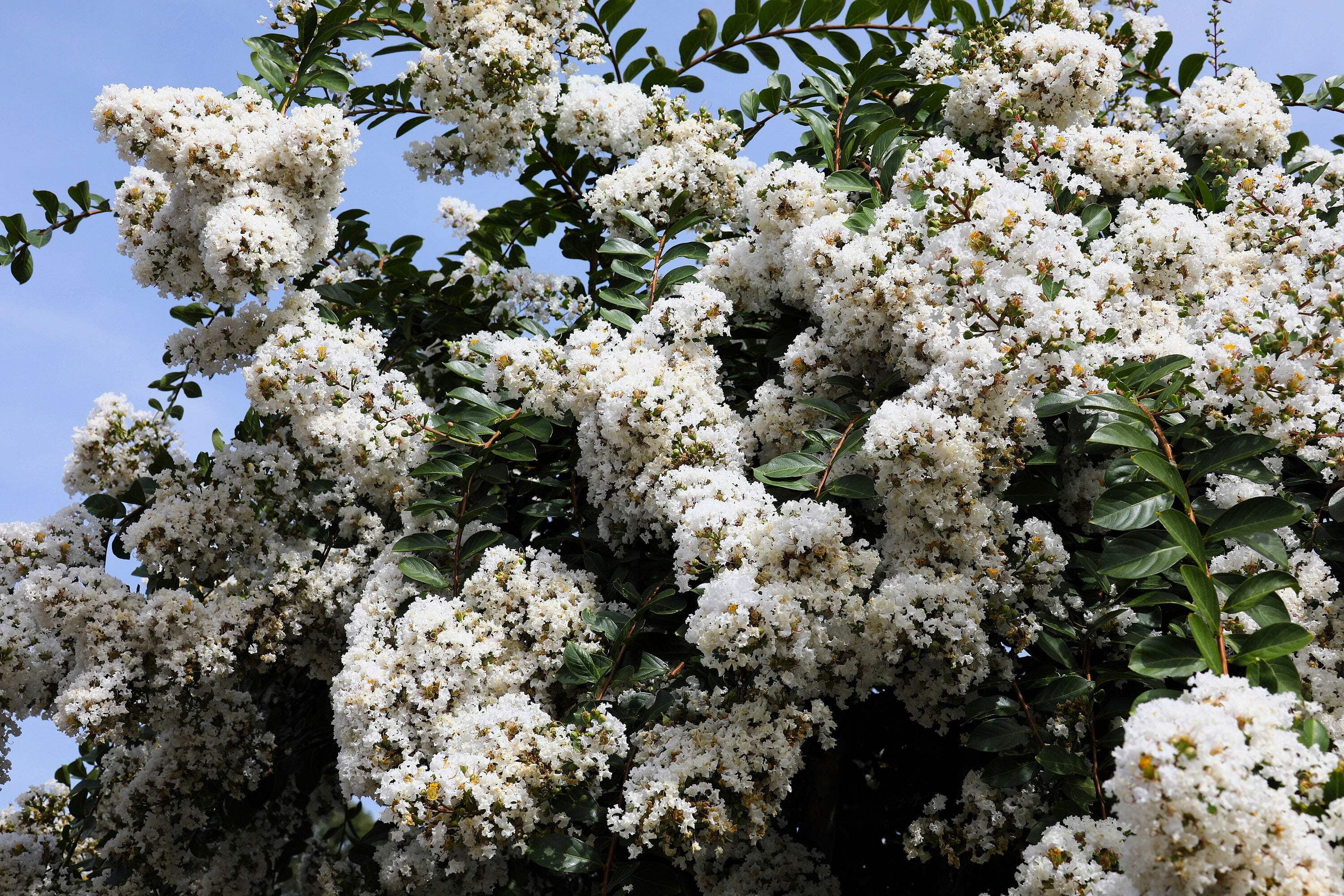 35 WHITE CREPE MYRTLE Lagerstroemia Indica Flowering Shrub Bush Small ...