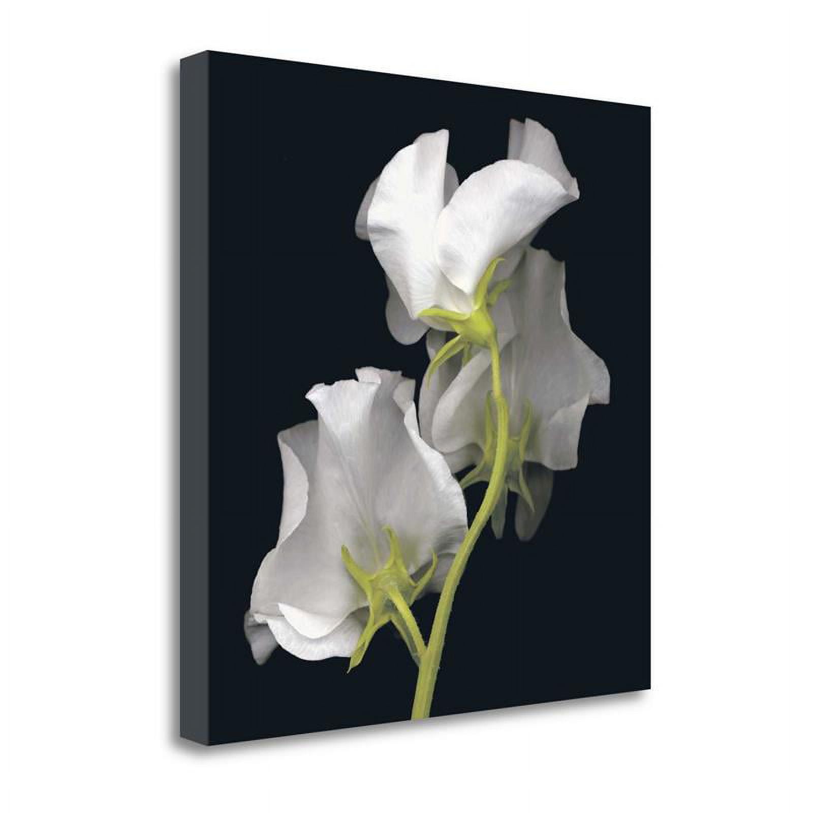 35 x 35 Sweet Pea by Andrew Levine - Wall Art Print on Canvas Fabric Multi-Color - Walmart.com