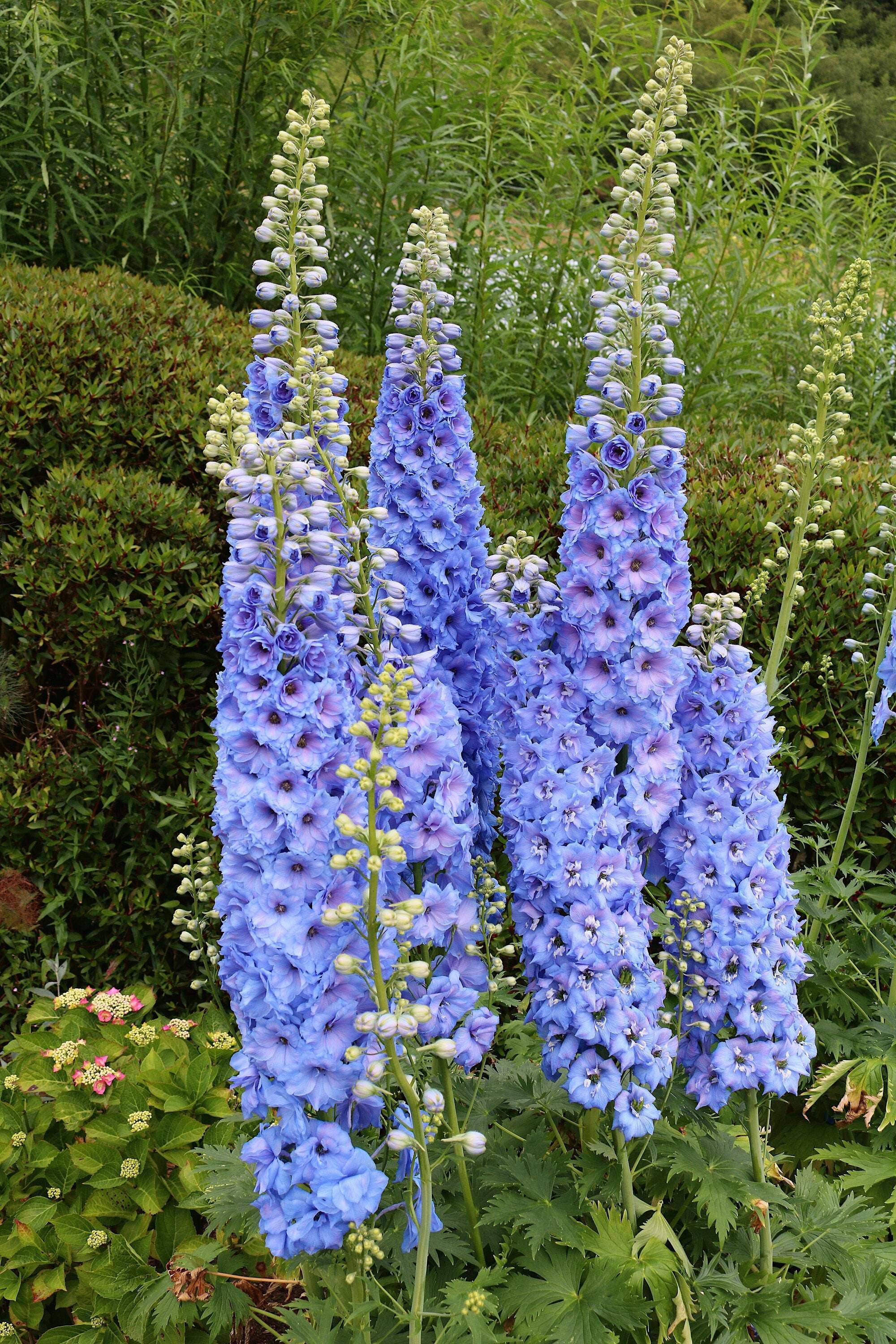 350 Blue with Pink ROCKET LARKSPUR DELPHINIUM Consolida Ajacis Seeds ...