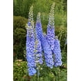 350 Blue with Pink ROCKET LARKSPUR DELPHINIUM Consolida Ajacis Seeds ...