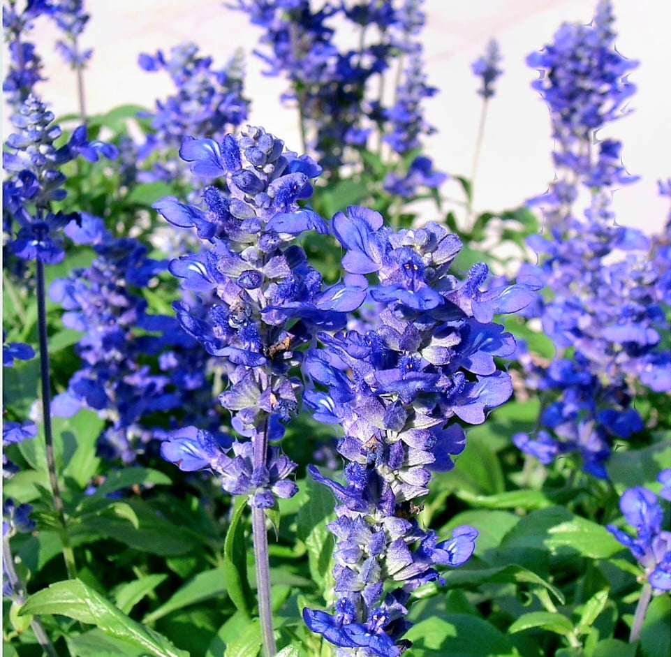 350 Mealy Blue Sage Seeds Blue bedder Fragrant leaves Salvia Farinacea ...