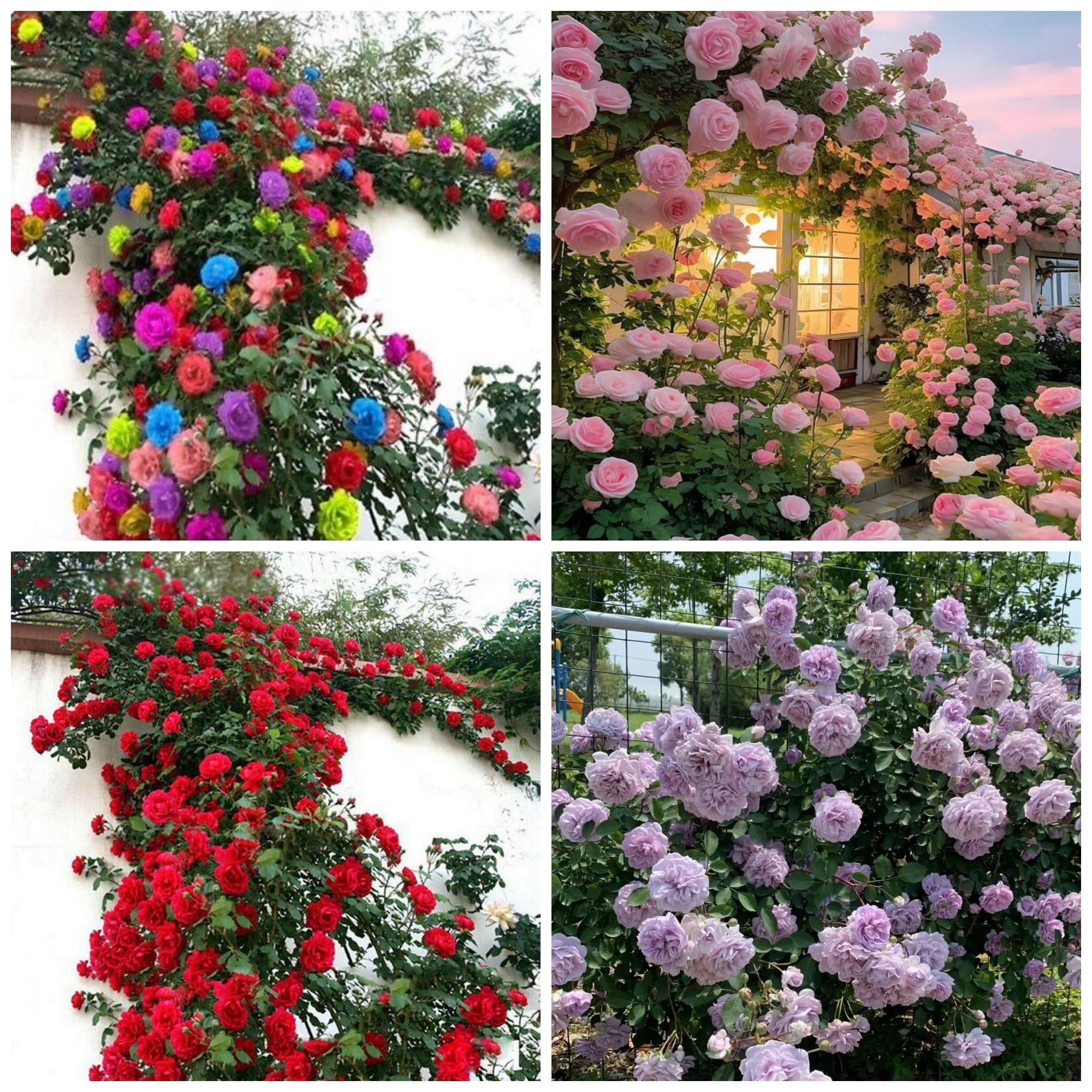 350+ Mixed Climbing Rose Seeds for MVR1 Planting Flower Bush Perennial ...