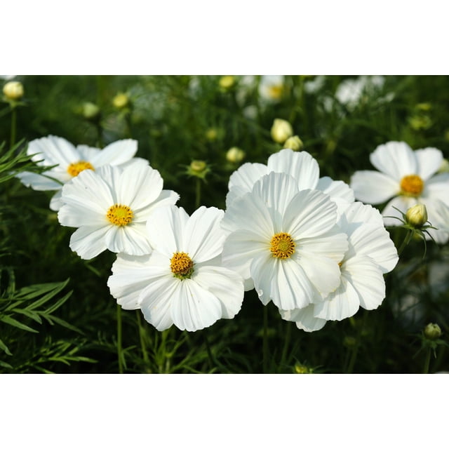 350 Purity White Cosmos Bipinnatus Perennial Flower Seeds - Walmart.com
