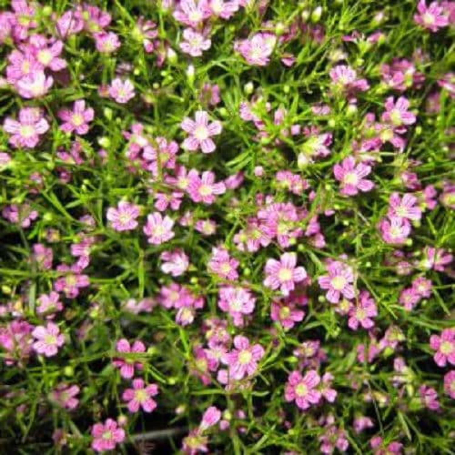 350 RED BABYS BREATH Gypsophila Elegans Baby's Breath Flower Seeds ...