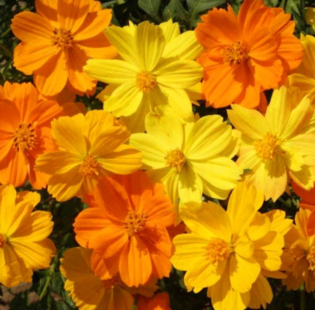 350 Sulphur Cosmos Seeds Dwarf Gold Flower, Klondike Cosmos Red Orange ...