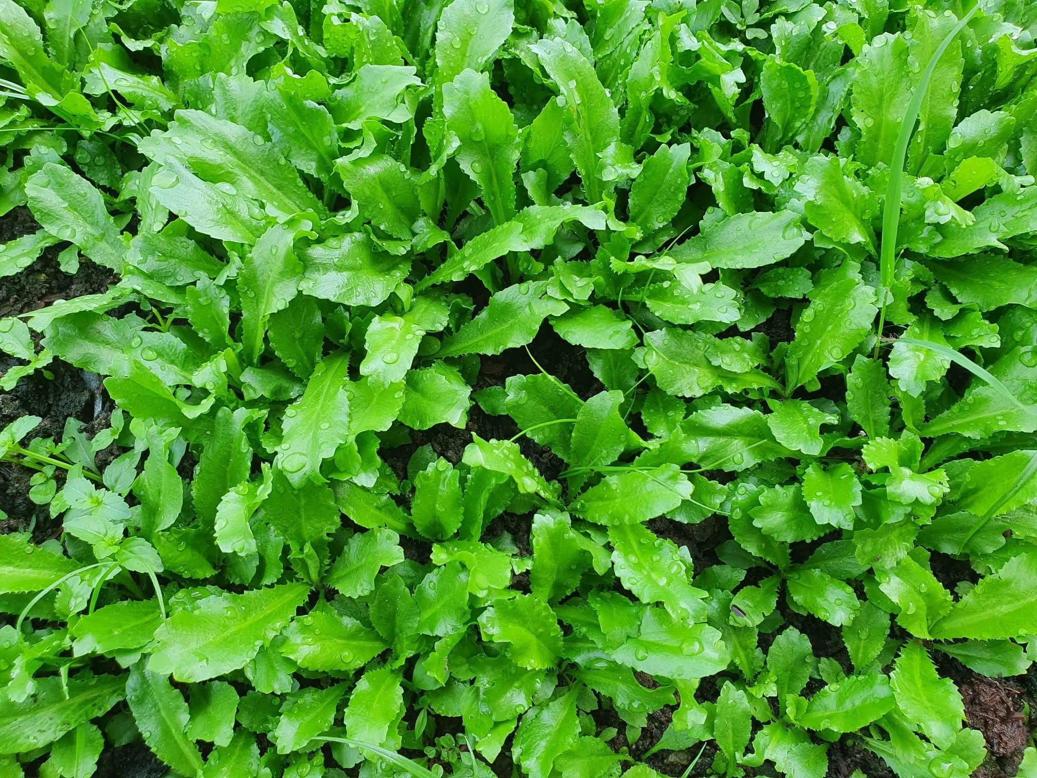 3500 Culantro Seeds - Ngò GAI - H2FSDSawtooth Herb - Mexican Coriander ...