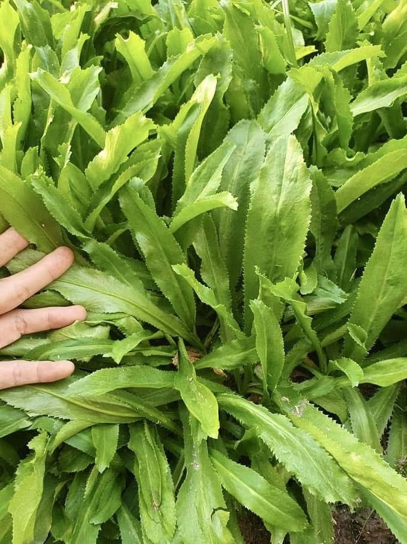 3500 Culantro Seeds - Ngò GAI BSL1 - Sawtooth Herb - Mexican Coriander ...