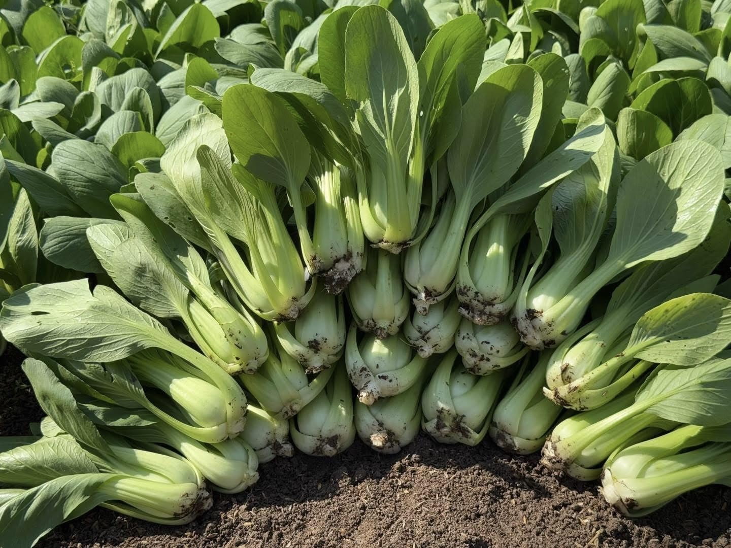 3500 Organic Bok FEV6 Choy Seeds - Cải Thìa - Pak Choi - Chinese ...